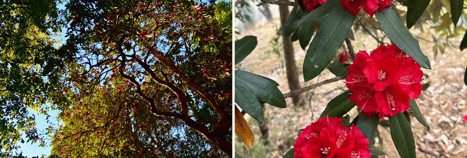 Buransh: Medicinal Rhododendron of Uttarakhand